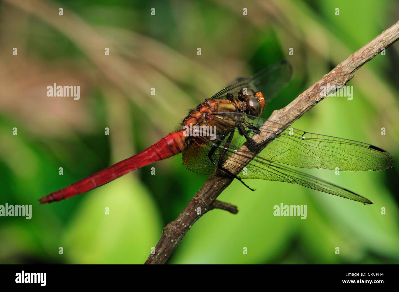 Neurothemis terminata Banque de photographies et d’images à haute ...