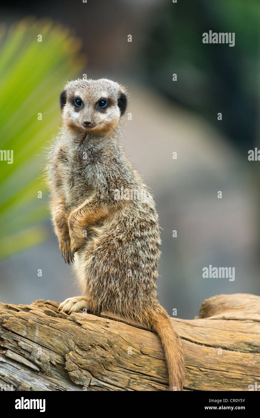 Les suricates ou SURICATES Suricata suricatta Photo Stock - Alamy