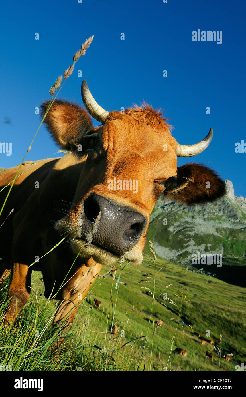 Portrait d'une vache tarine Banque de photographies et d’images à haute ...