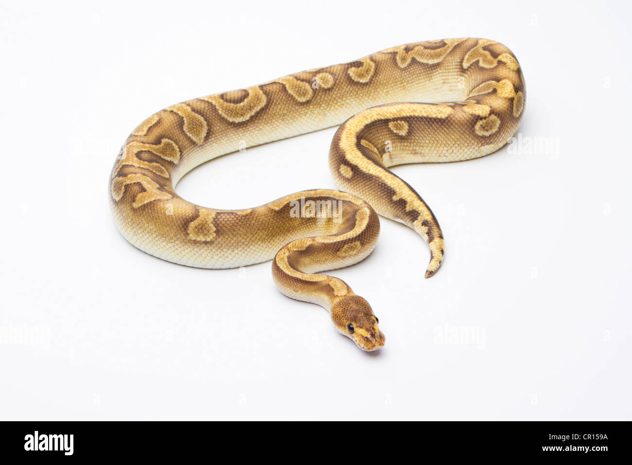 Python regius Banque de photographies et d’images à haute résolution ...