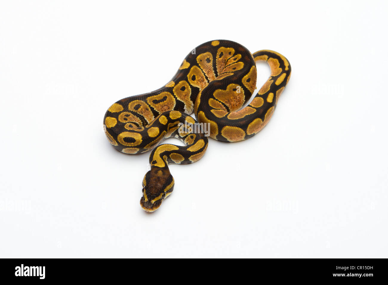 Python regius albino spider Banque de photographies et d’images à haute ...