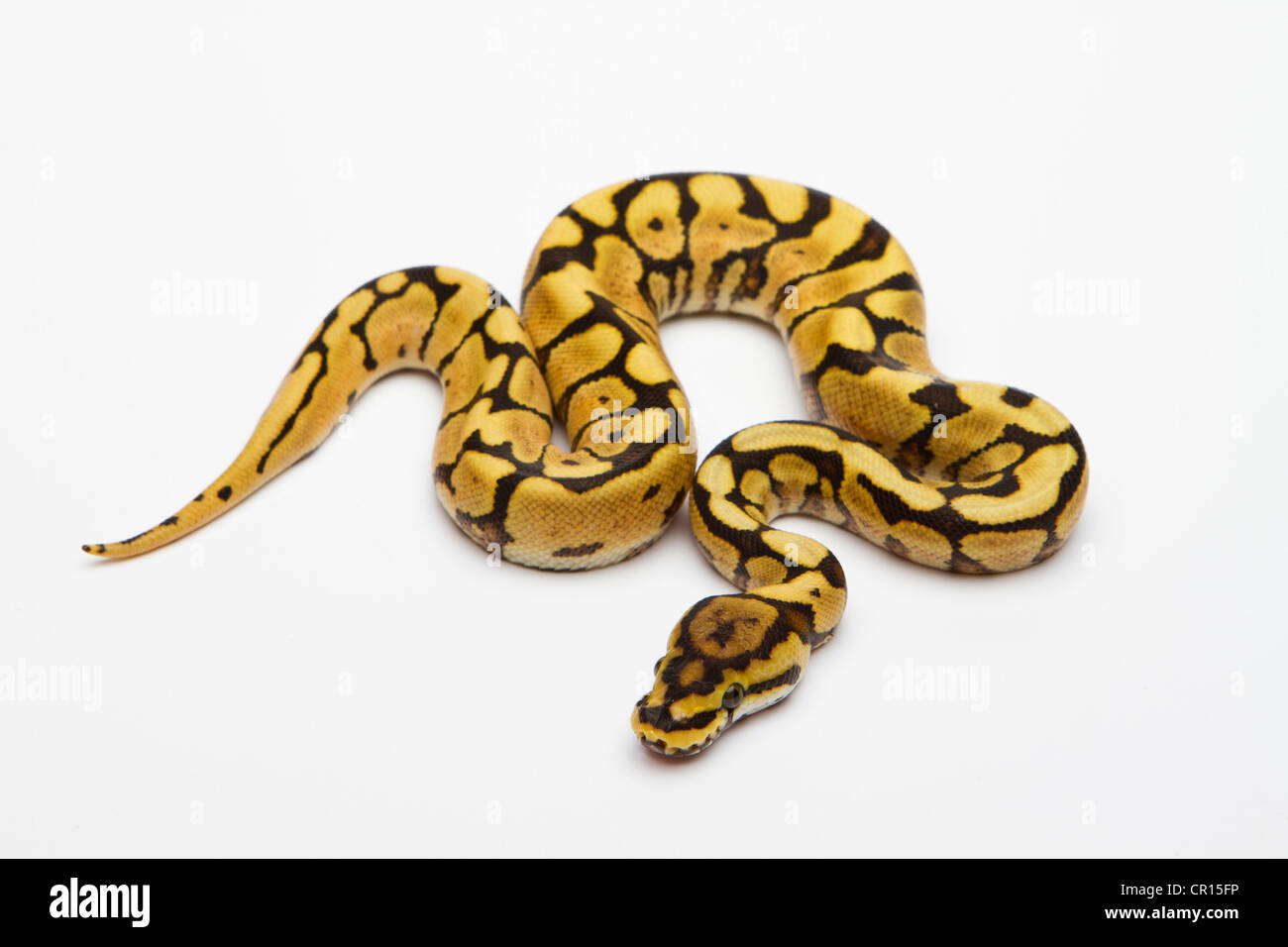 Royal regius phantom yellow belly Banque de photographies et d’images à ...