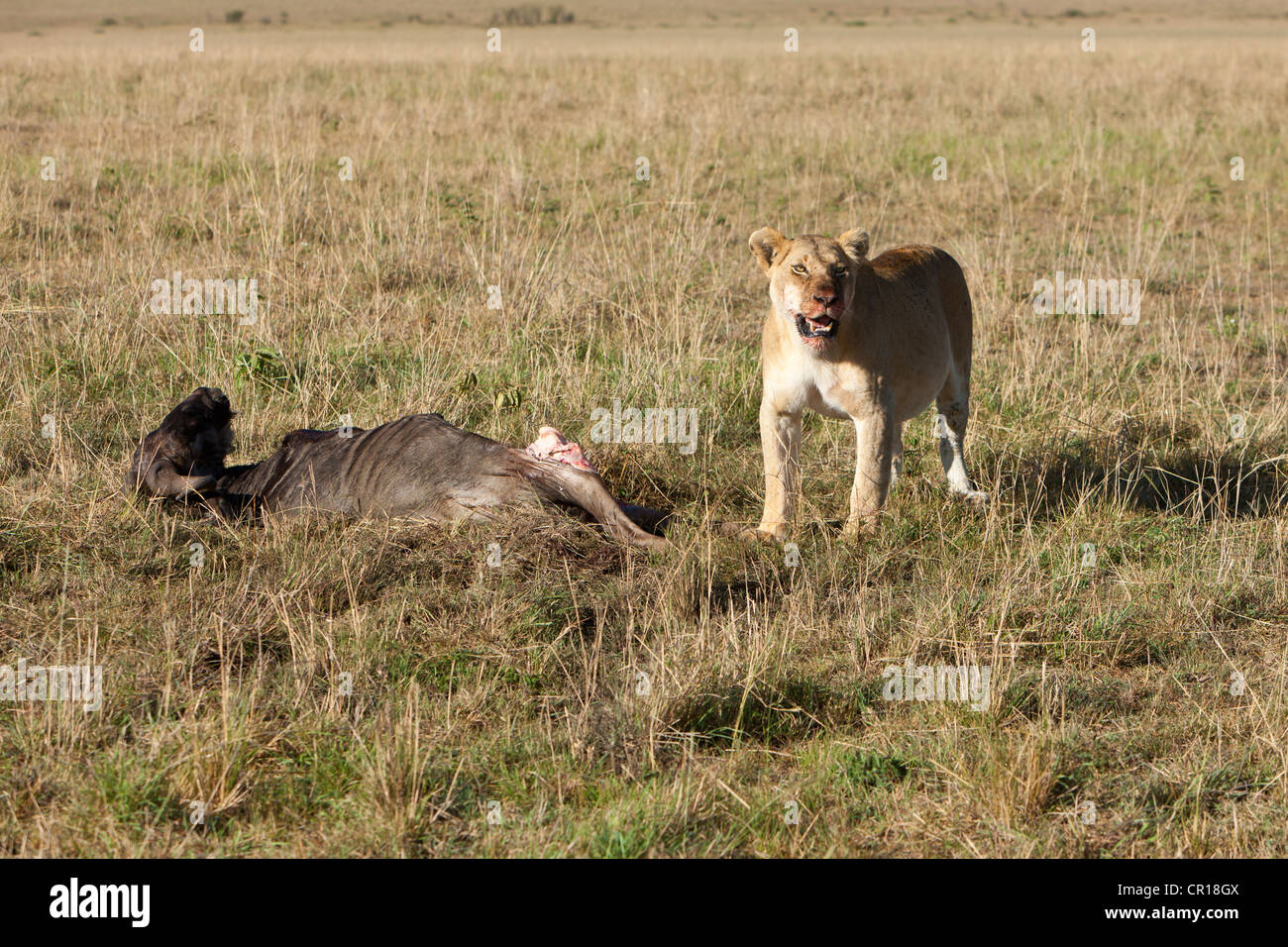 Lion capturer un gnou Banque de photographies et d’images à haute résolution - Alamy