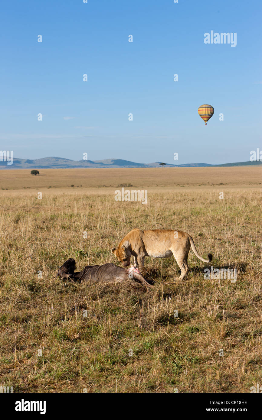 Un gnou bleu Banque de photographies et d’images à haute résolution - Alamy