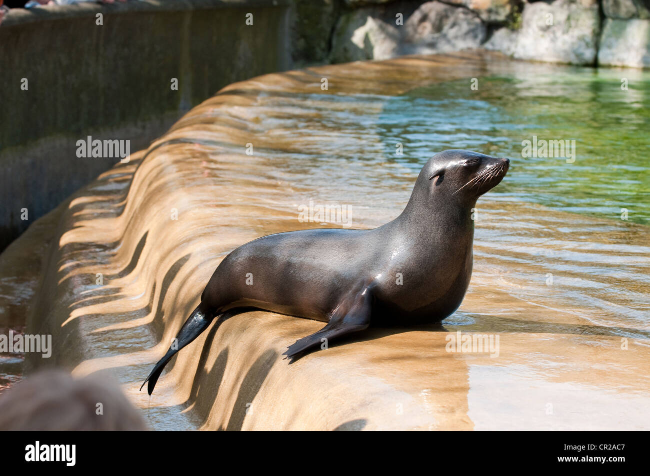 Chat de mer Banque de photographies et d’images à haute résolution - Alamy