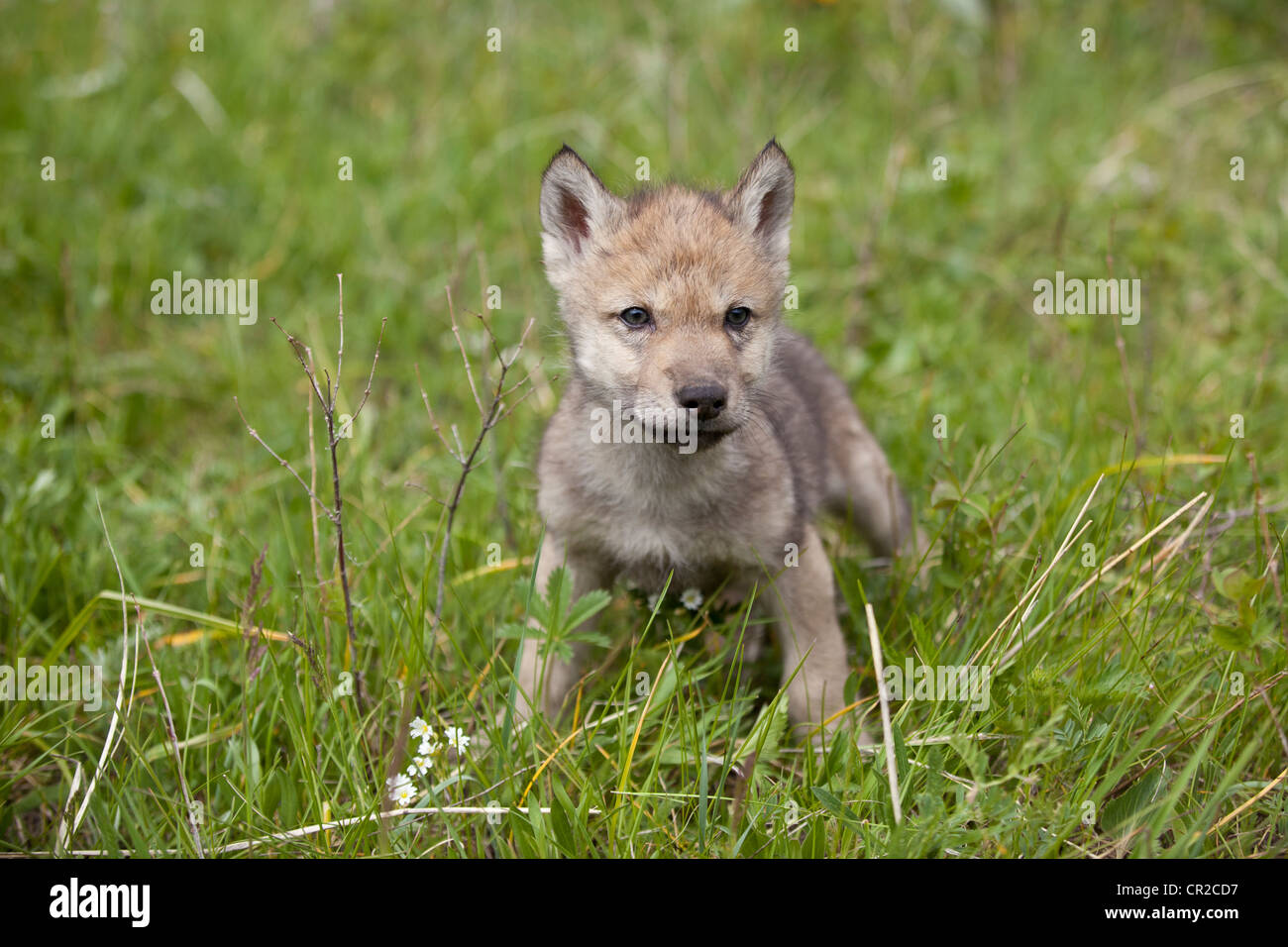 Wolf Cub Banque d'image et photos - Alamy