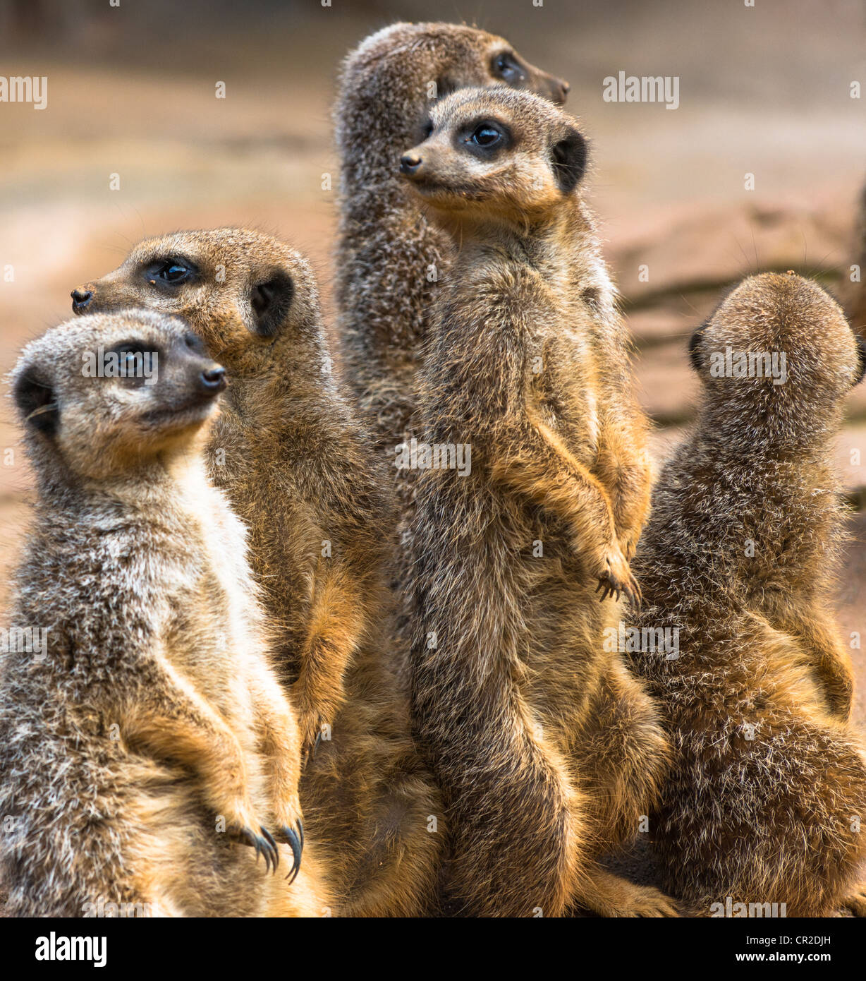 Groupe debout de suricates Banque de photographies et d’images à haute ...