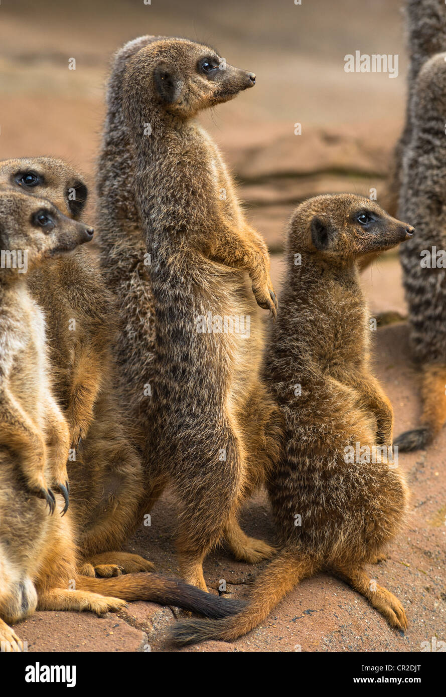 Groupe debout de suricates Banque de photographies et d’images à haute ...
