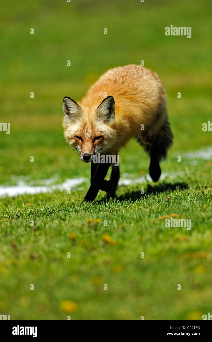 Le renard roux (Vulpes vulpes) sur les pelouses en printemps, Wanup ...