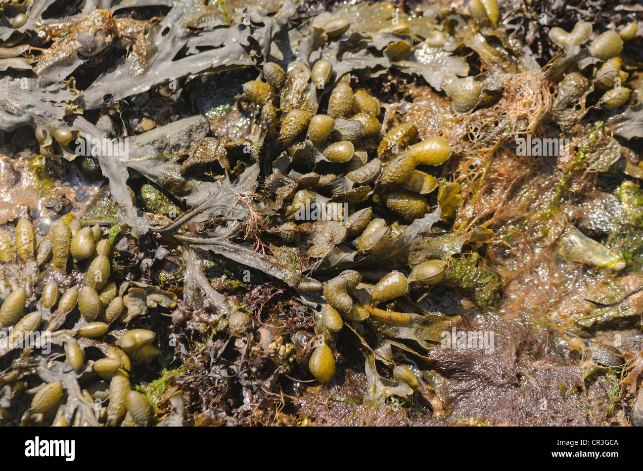 Bladderwrack seaweed Banque de photographies et d’images à haute ...