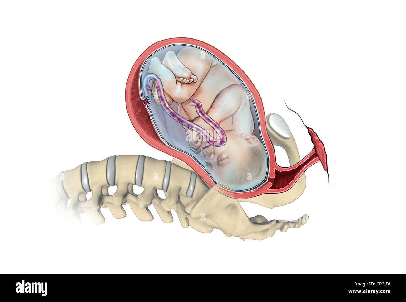 Présentation du fœtus Banque de photographies et d’images à haute ...