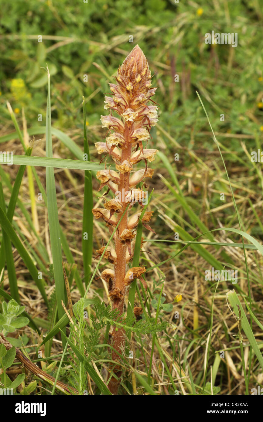 Orobanche elatior Banque de photographies et d’images à haute ...