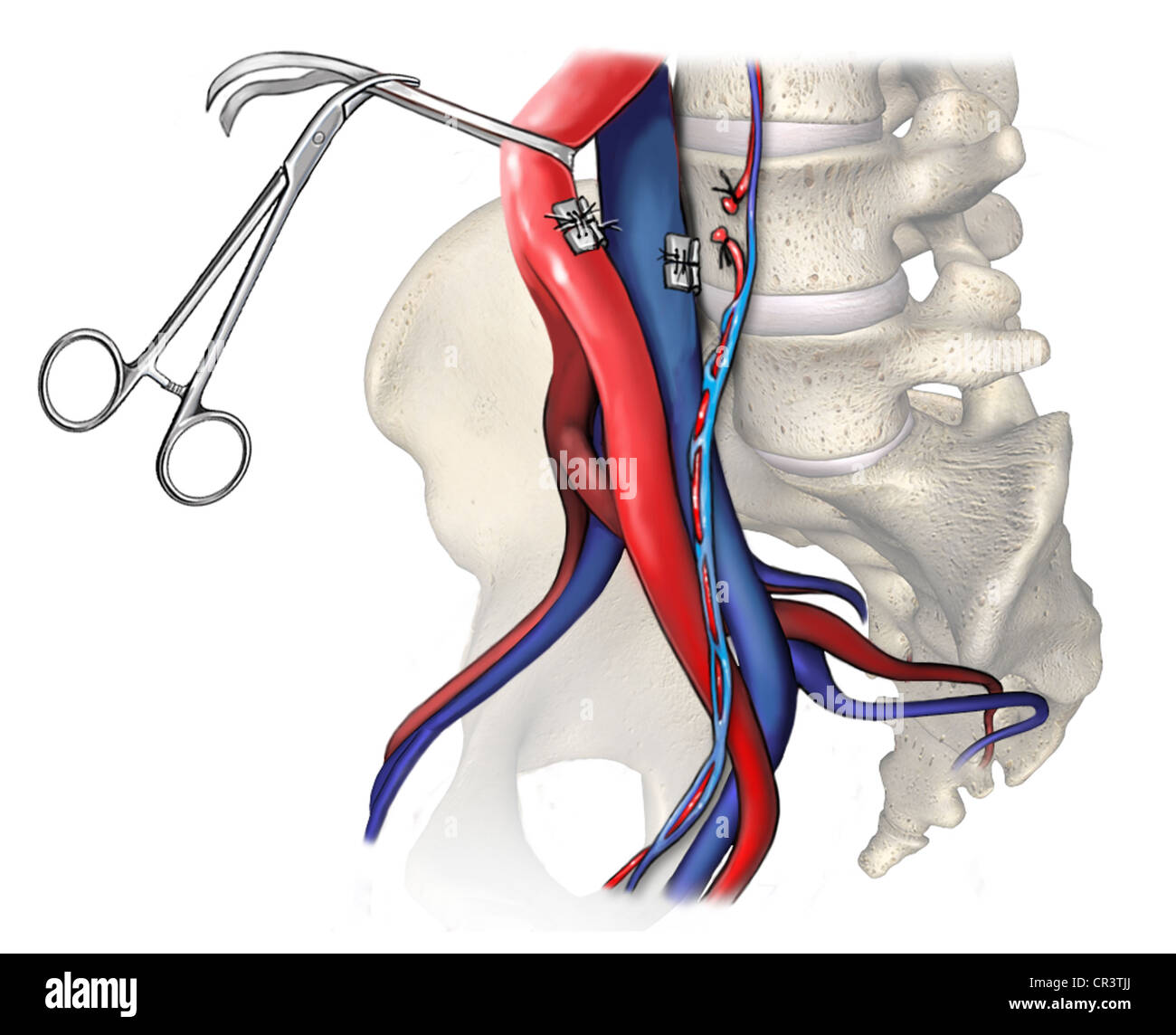The aorta and the inferior vena cava Banque de photographies et d ...