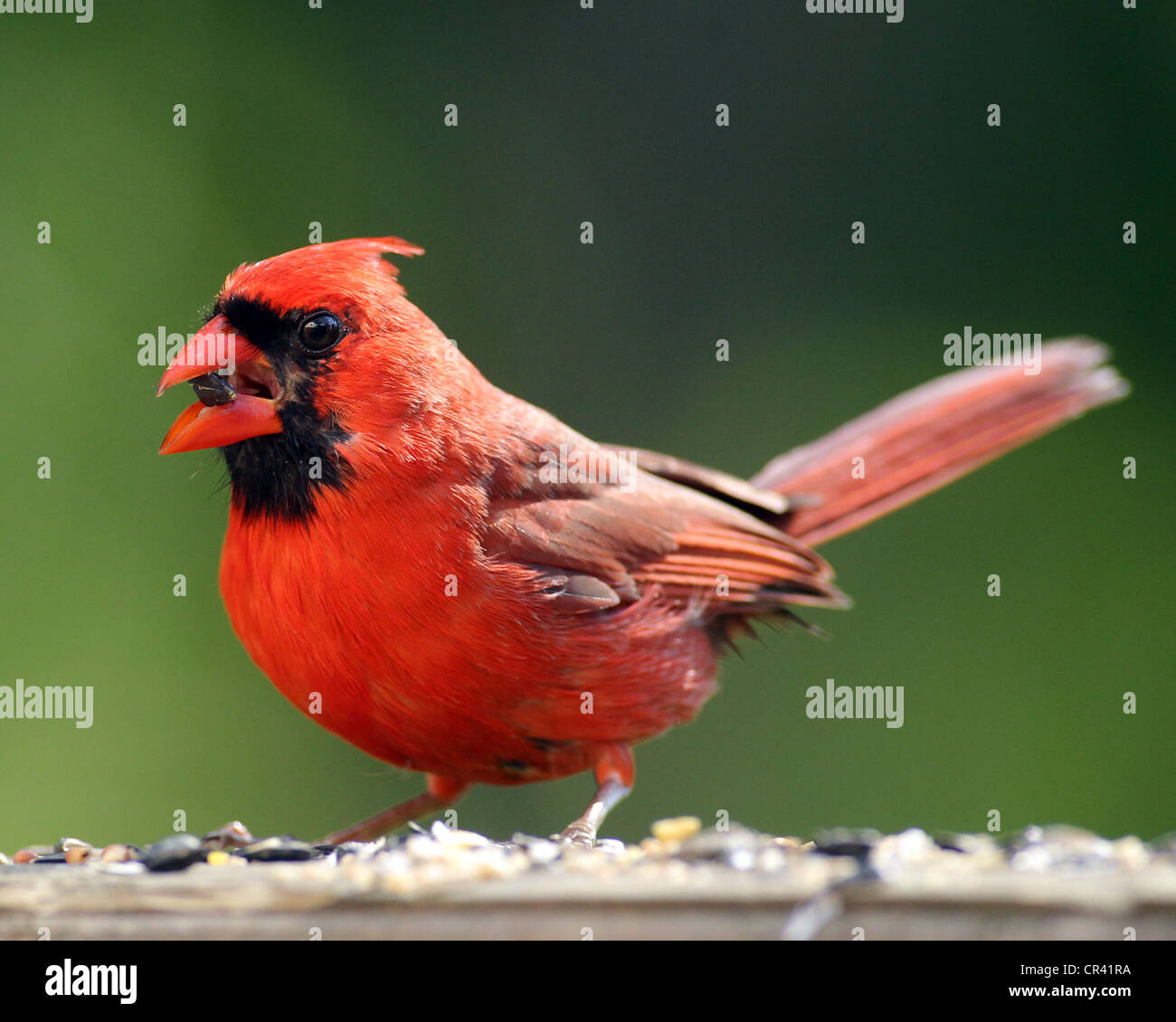 Le cardinal Banque de photographies et d’images à haute résolution - Alamy