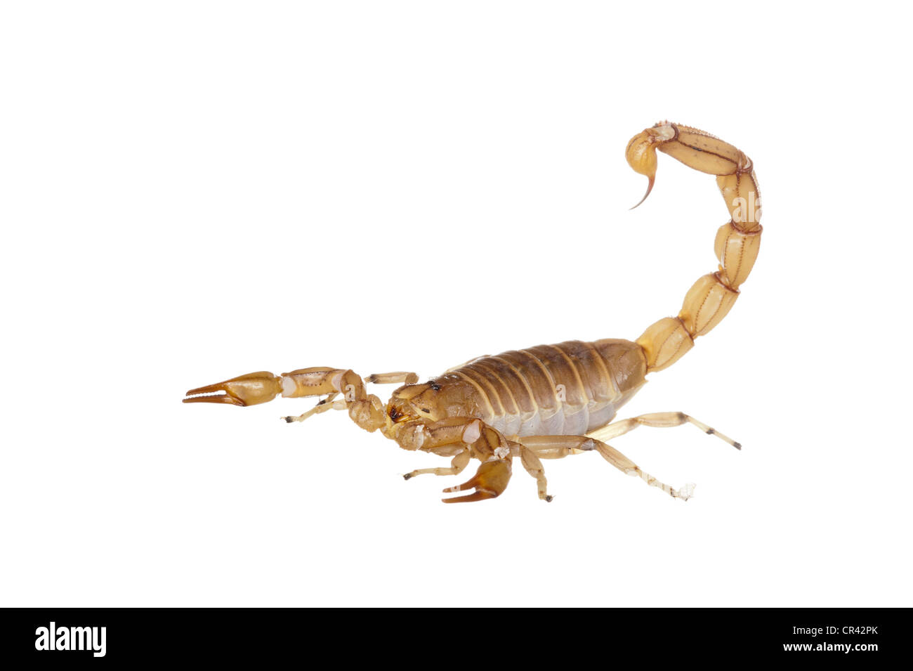 Scorpion jaune Banque de photographies et d’images à haute résolution ...