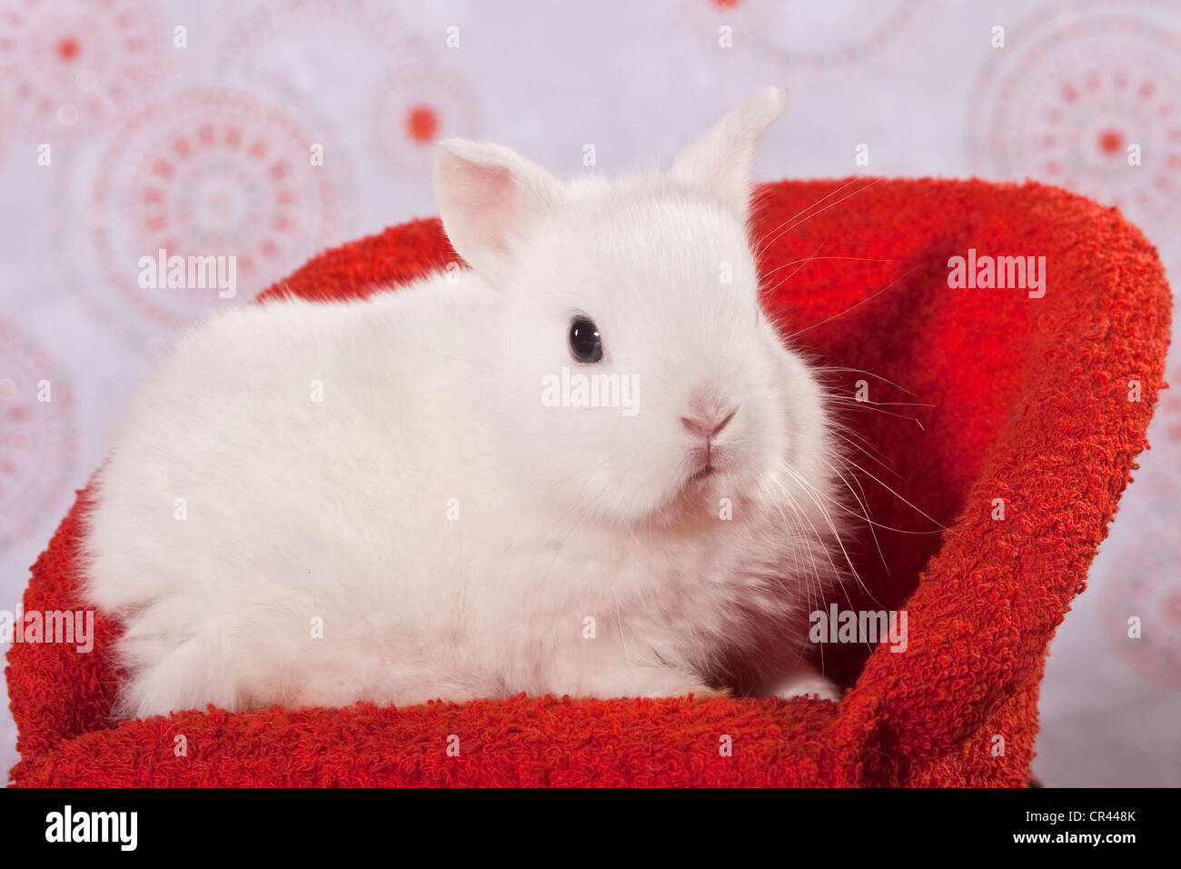 Lapin nain blanc et roux Banque de photographies et d’images à haute ...