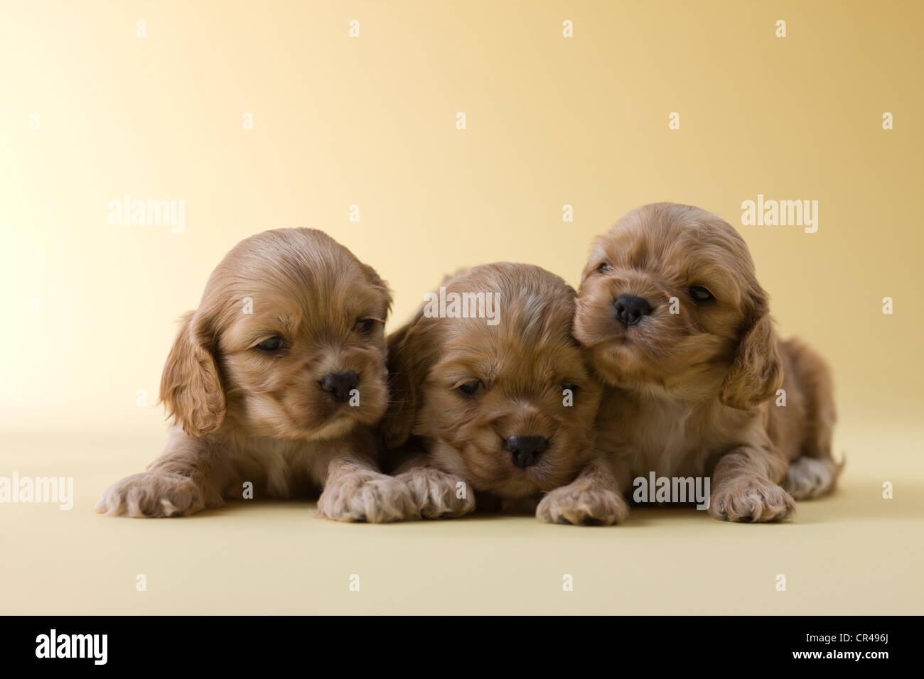 Cocker spaniel puppies Banque de photographies et d’images à haute ...