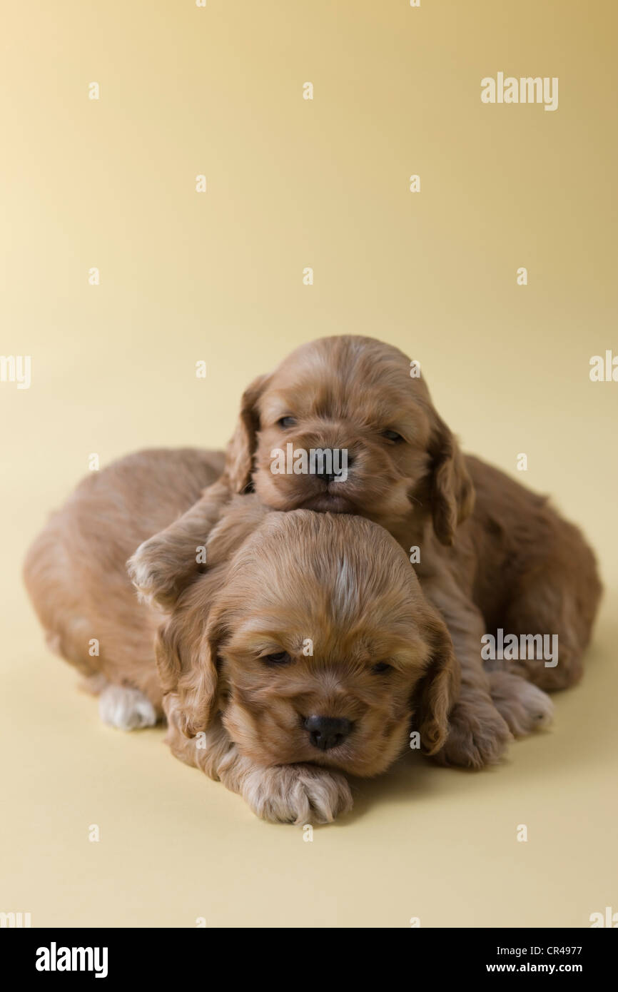 Cocker spaniel puppies Banque de photographies et d’images à haute ...