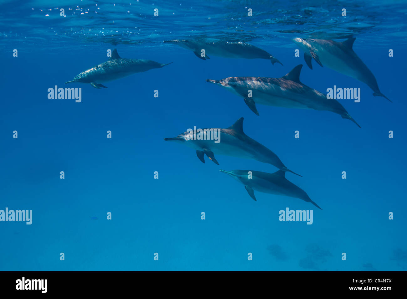 Dauphins de la mer rouge Banque de photographies et d’images à haute ...