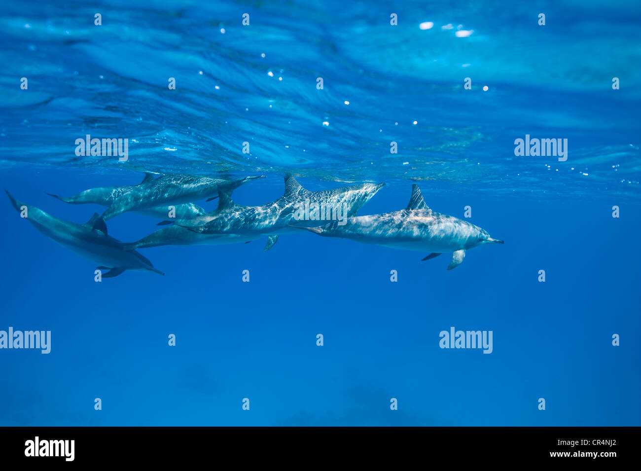 Dauphins de la mer rouge Banque de photographies et d’images à haute ...