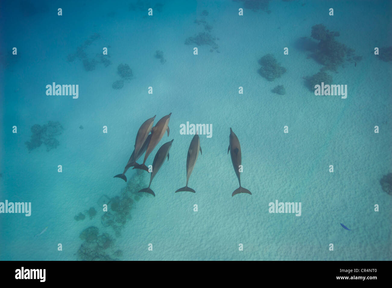 Dauphins de la mer rouge Banque de photographies et d’images à haute ...