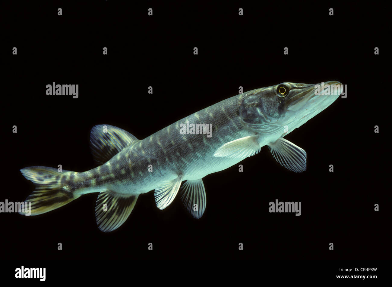 Le grand brochet (Esox lucius Photo Stock - Alamy
