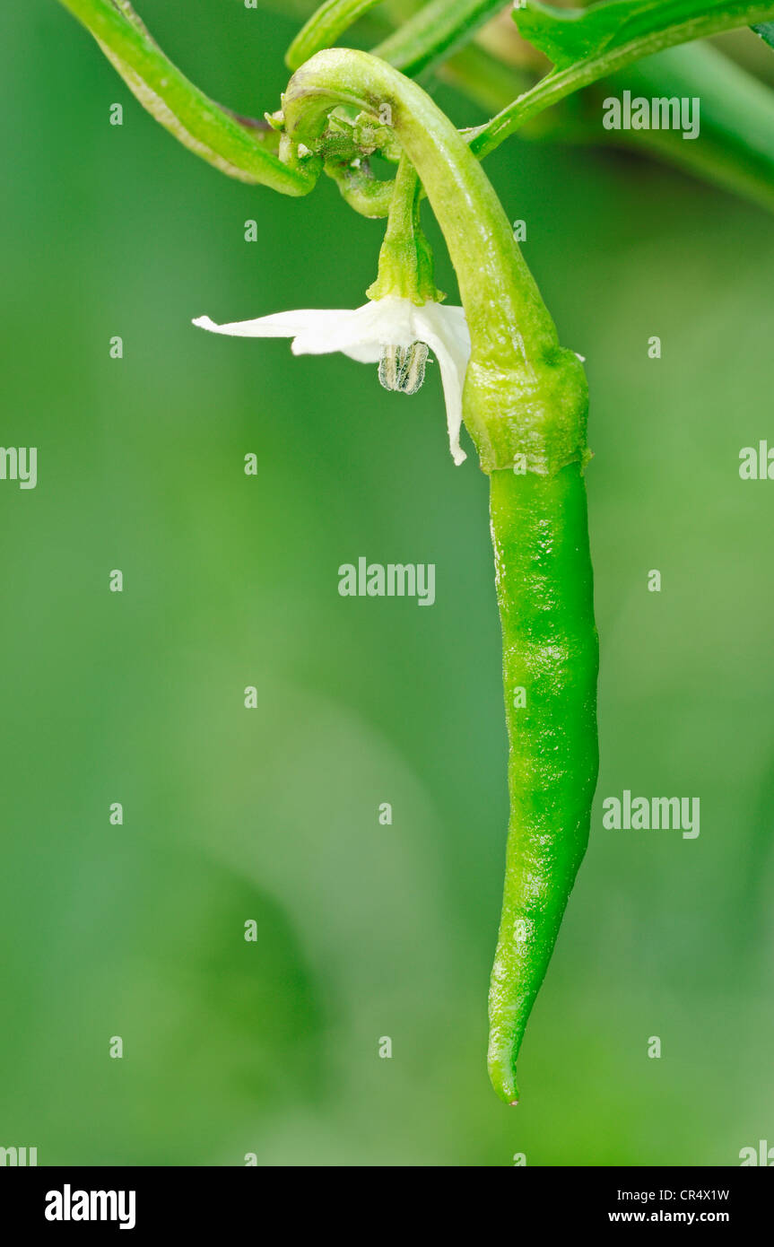 Capsicum frutescens flower Banque de photographies et d’images à haute ...
