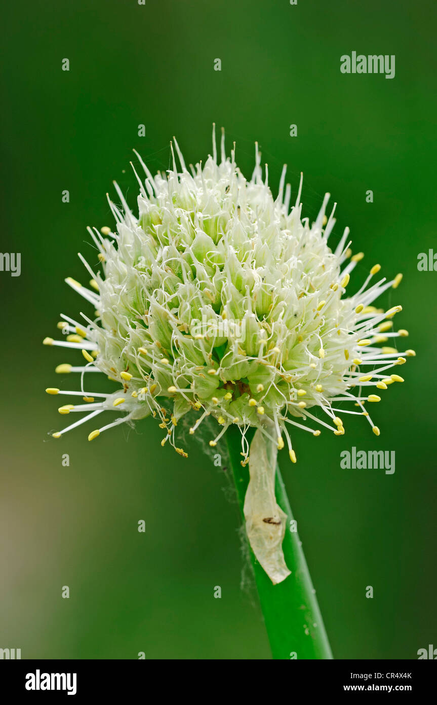 Oignon vert (Allium fistulosum, Allium altaicum, Allium cepa ...