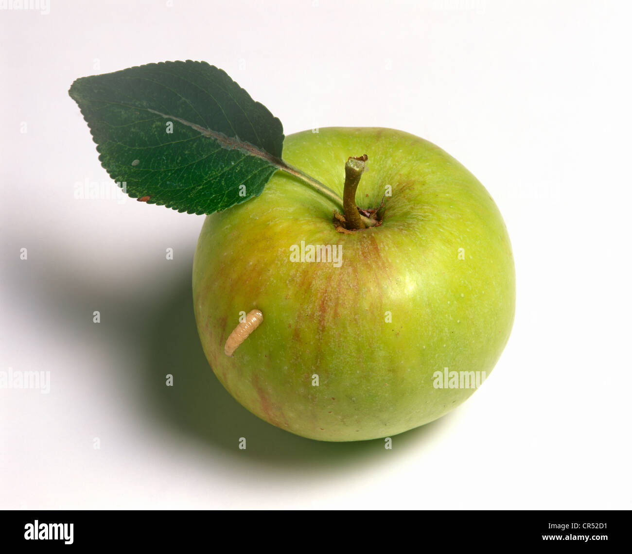 Clipart Pomme Avec Ver