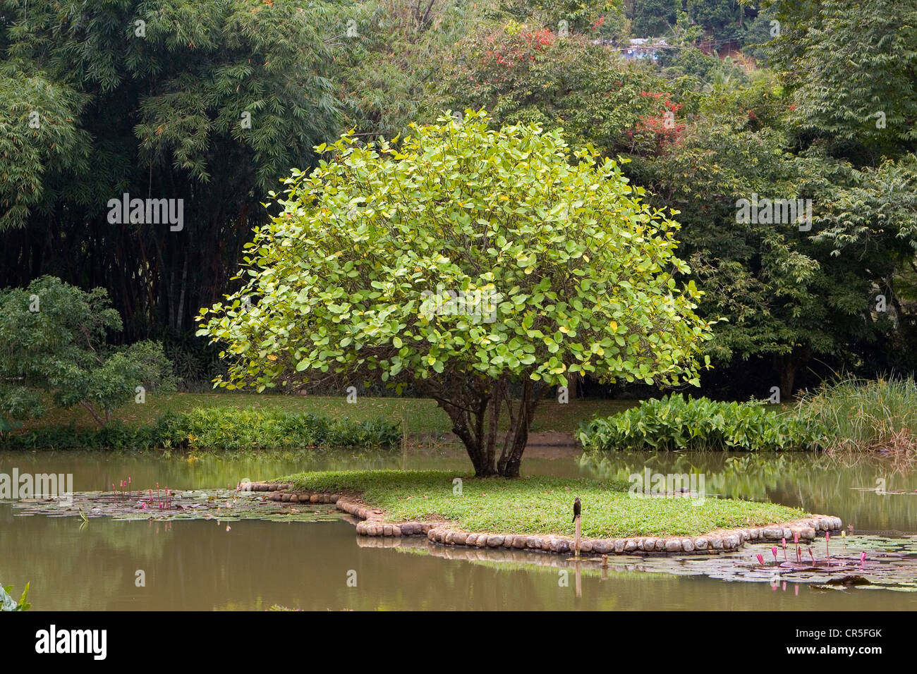Arbre isolé sur une île dans le lac, les Jardins Botaniques de ...
