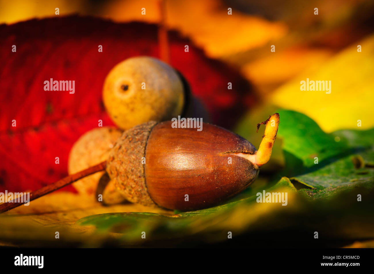 Acorn en germination dans la forêt Photo Stock - Alamy