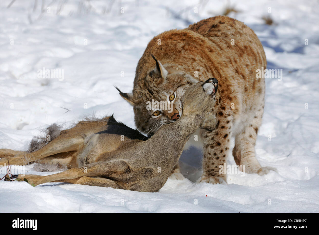 Lynx kill Banque de photographies et d’images à haute résolution - Alamy