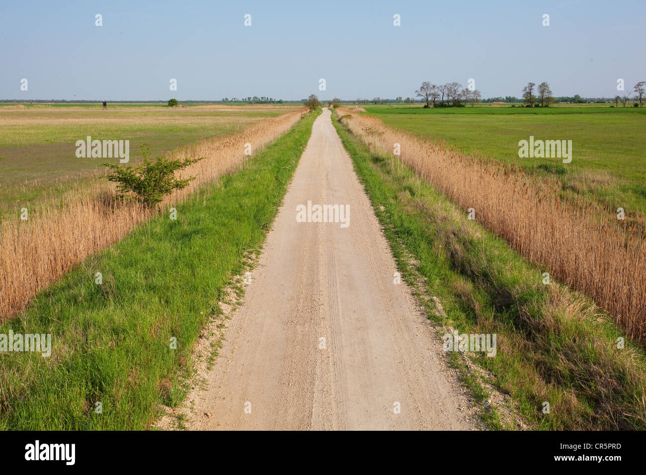 Paysage de steppe, région Seewinkel, plaine pannonienne, le lac de ...