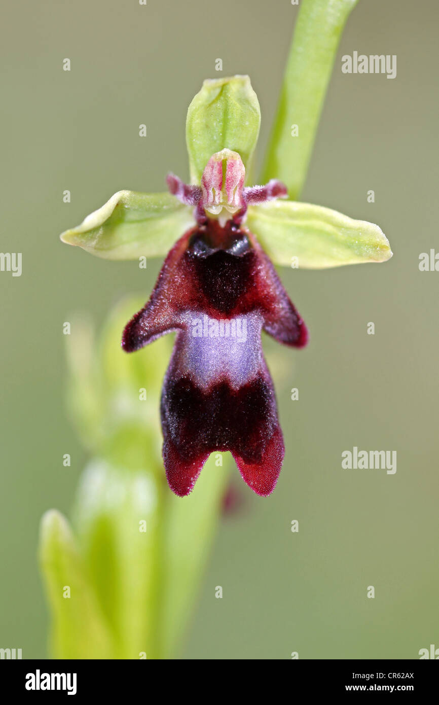 Fly orchis Banque de photographies et d’images à haute résolution - Alamy