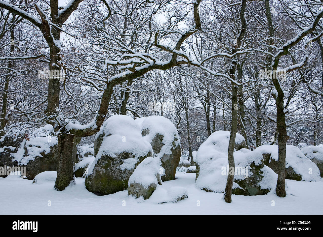 France, Seine et Marne, la Forêt de Fontainebleau, les rochers sous la ...