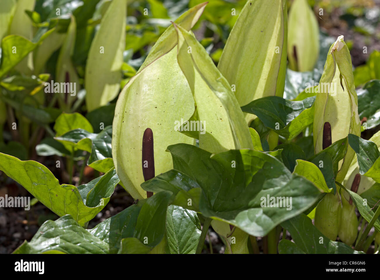 Arum family araceae Banque de photographies et d’images à haute ...