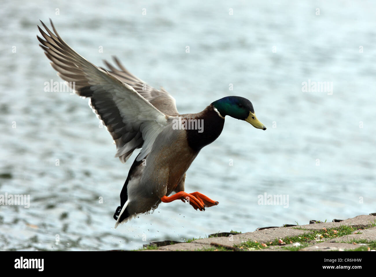 Canard colvert blanc mâles Banque de photographies et d’images à haute ...