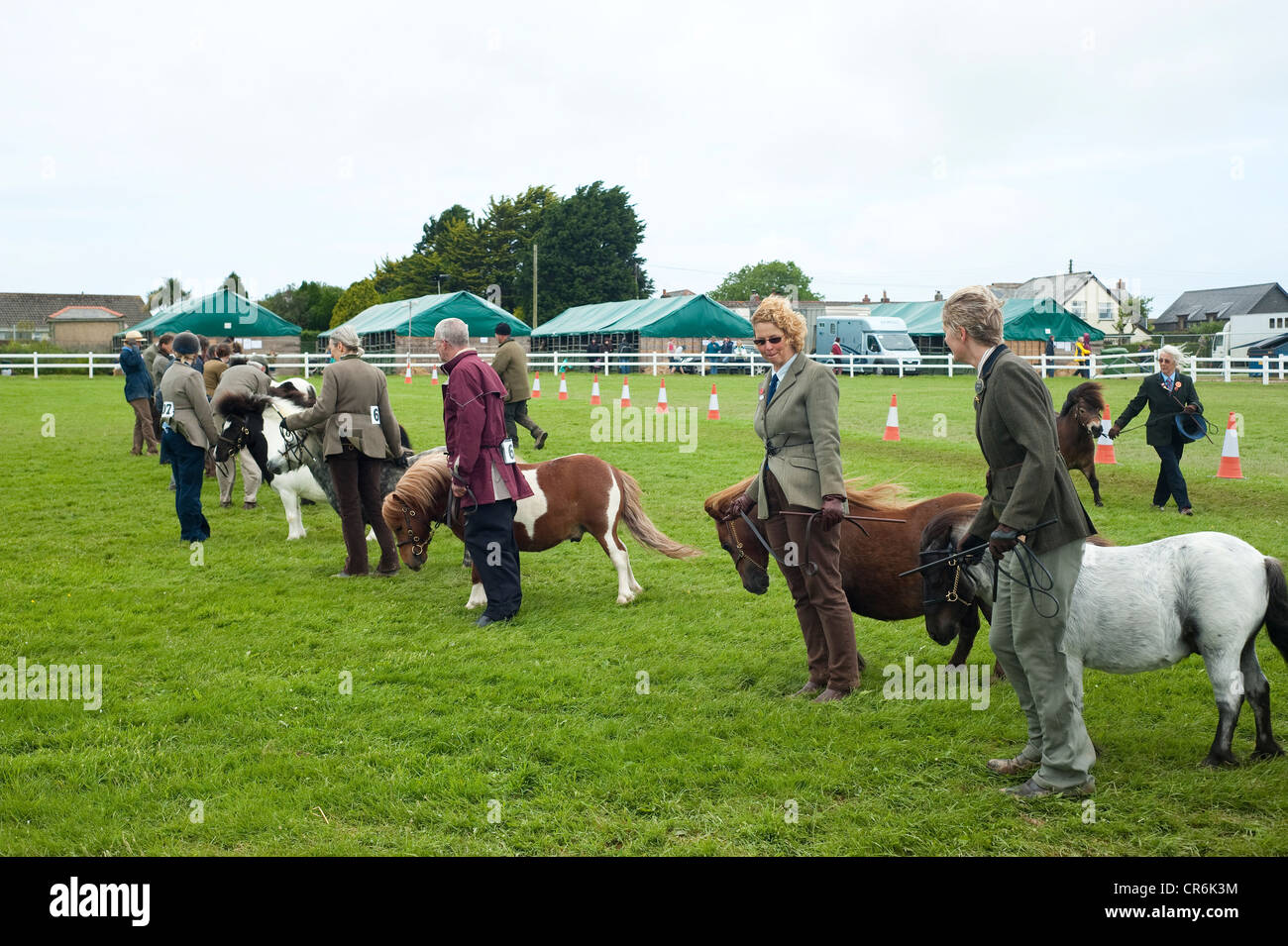British show pony Banque de photographies et d’images à haute ...