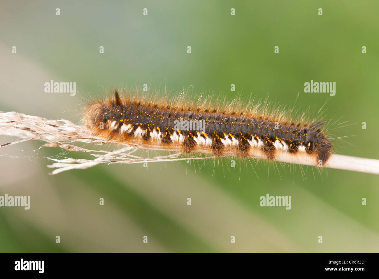 Vieux buveur Banque de photographies et d’images à haute résolution - Alamy