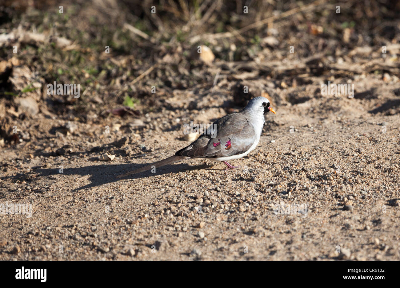 Namaqua dove oena capensis Banque de photographies et d’images à haute ...