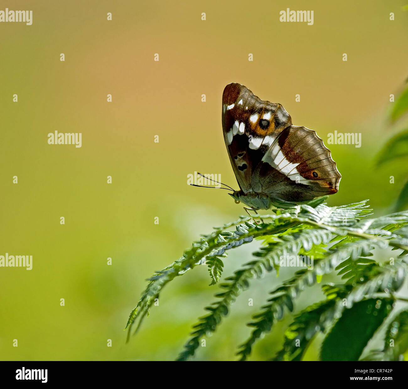 Papillon empereur Banque de photographies et d’images à haute ...