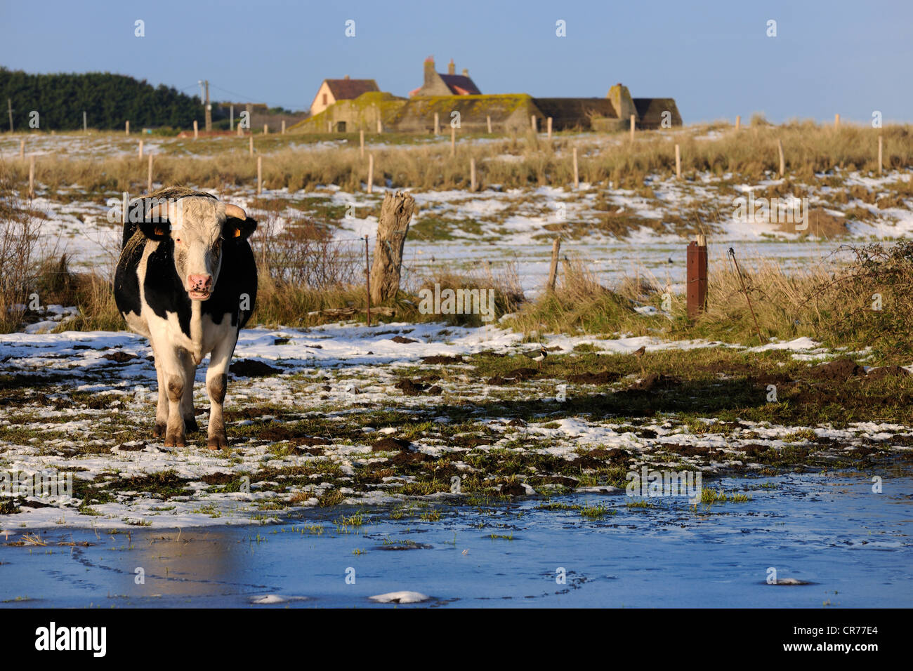 France, Manche, Cotentin, les vaches le long des dunes d'Utah Beach où ...