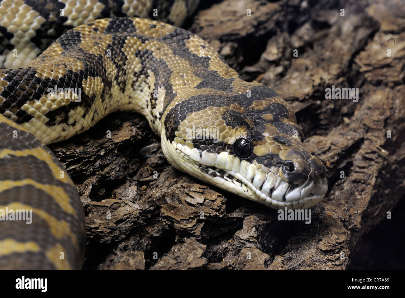 Tapis python morelia variegata Banque de photographies et d’images à ...