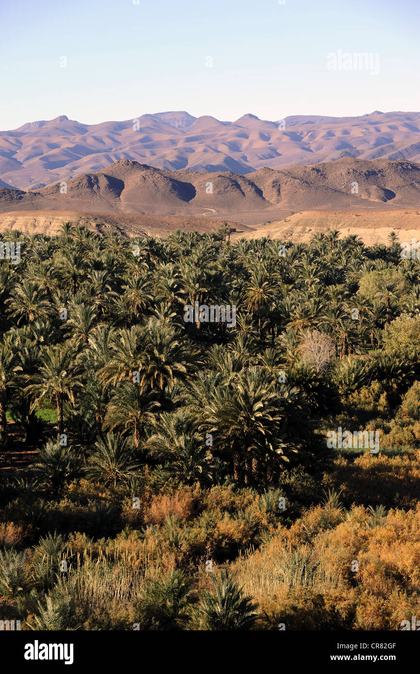 Morocco zagora palm grove Banque de photographies et d’images à haute ...