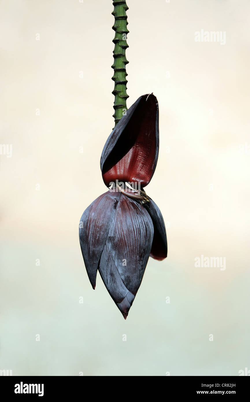 Fleur de bananier (Musaceae), Marrakech, Maroc, Maghreb, Afrique du ...