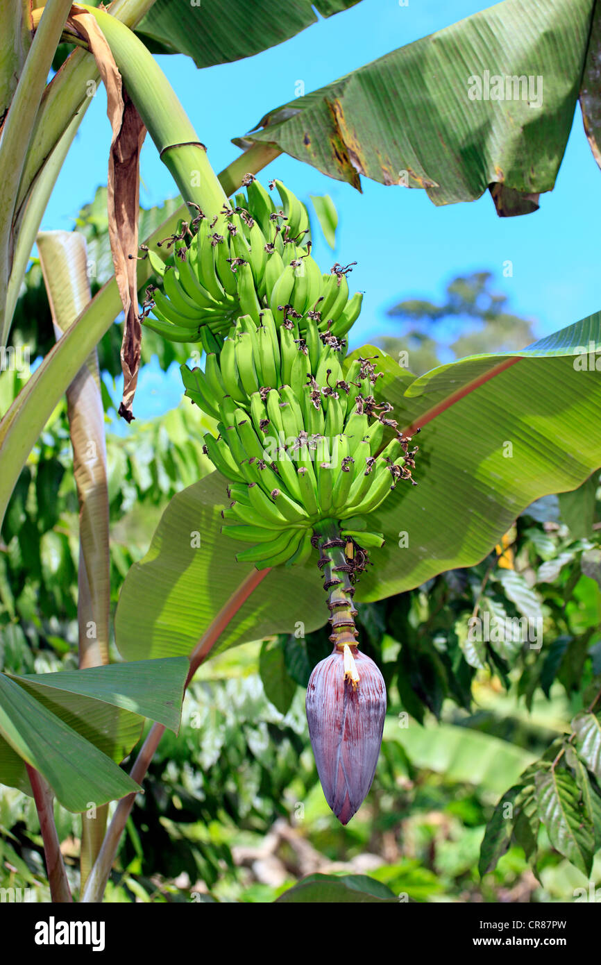 Banane (Musa x paradisiaca), des fleurs et des fruits, Nosy Komba ...