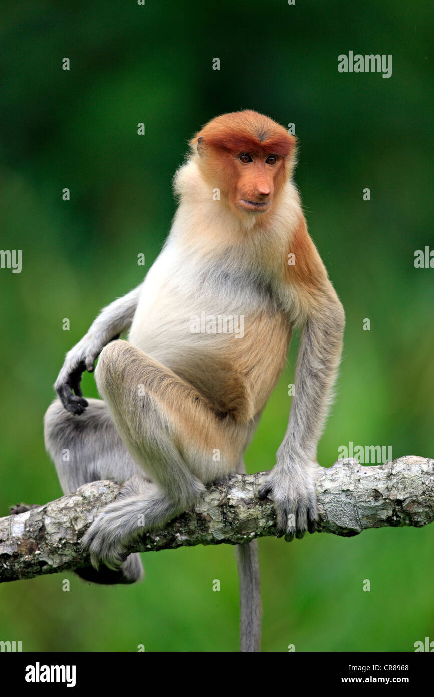 Proboscis Monkey ou singe bec long (Nasalis larvatus), homme, sur arbre ...