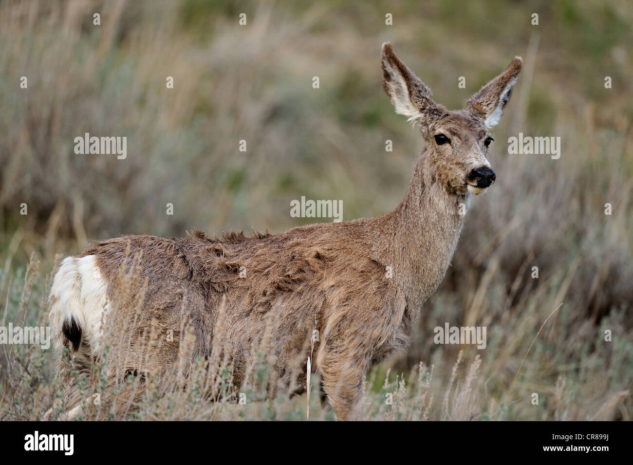 Début du printemps theodore roosevelt national park Banque de ...