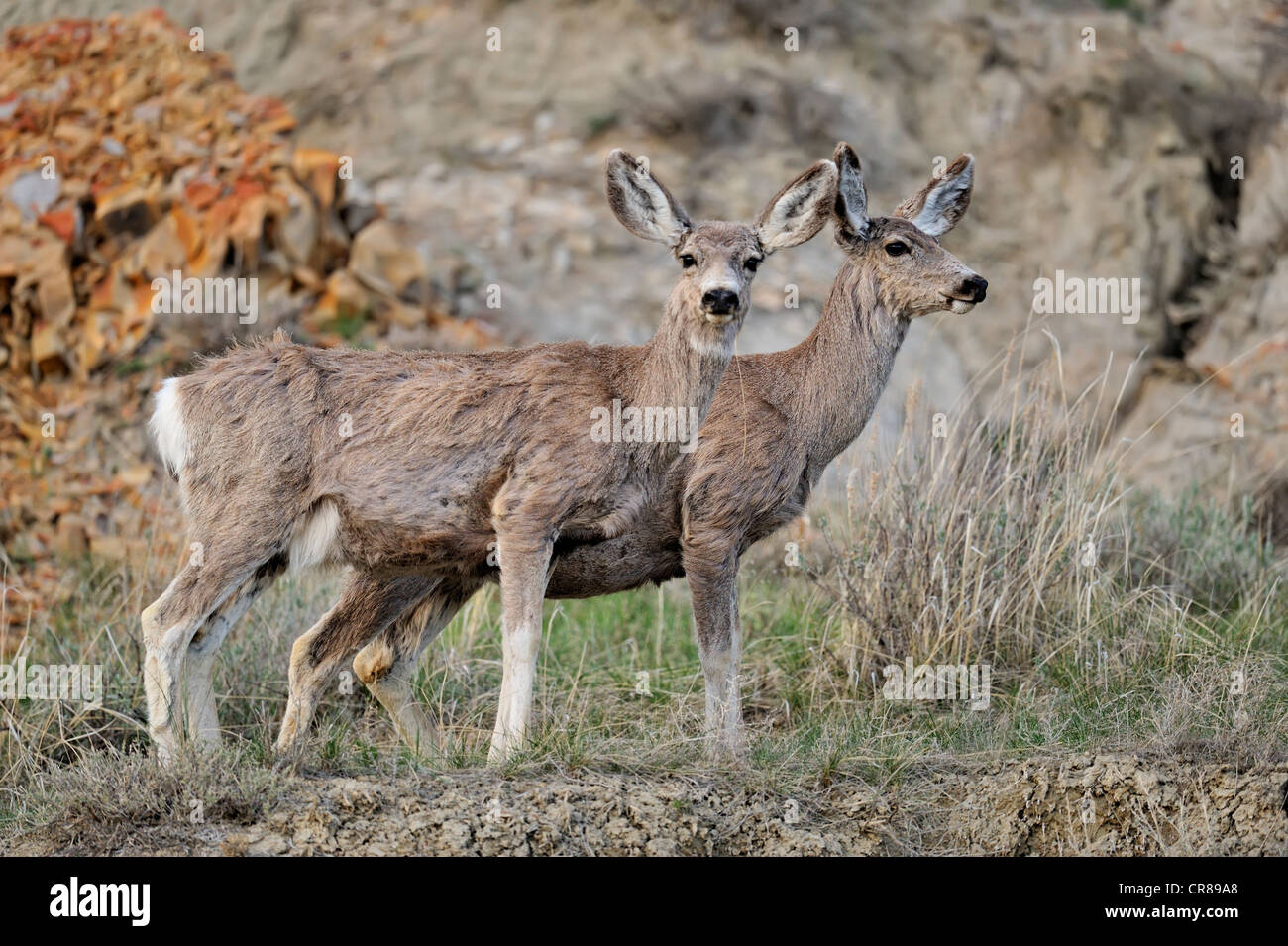 Le cerf mulet (Odocoileus hemionus) se nourrissent dans sage en début ...