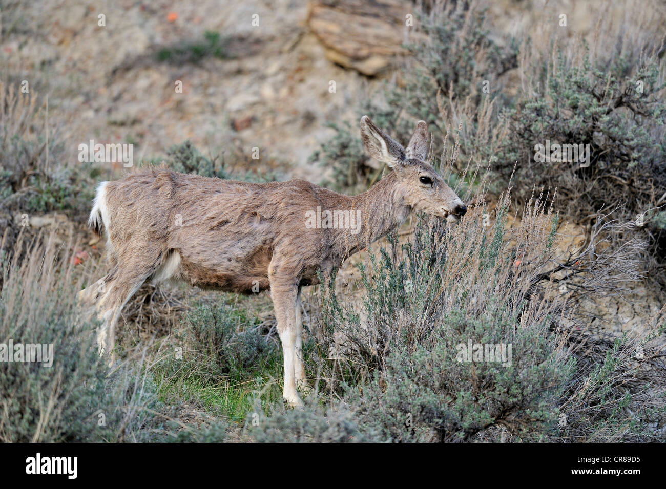 Le cerf mulet (Odocoileus hemionus) se nourrissent dans sage en début ...